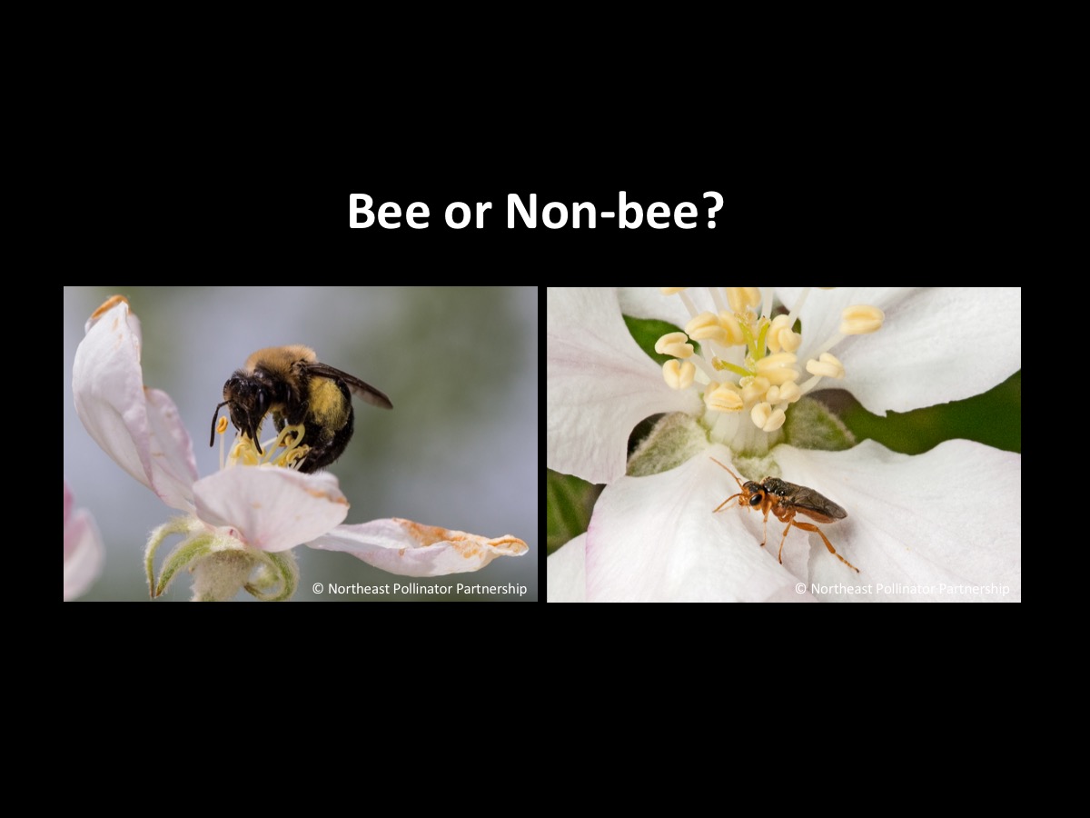 Collecting Your Bee Count Data - Northeast Pollinator Project